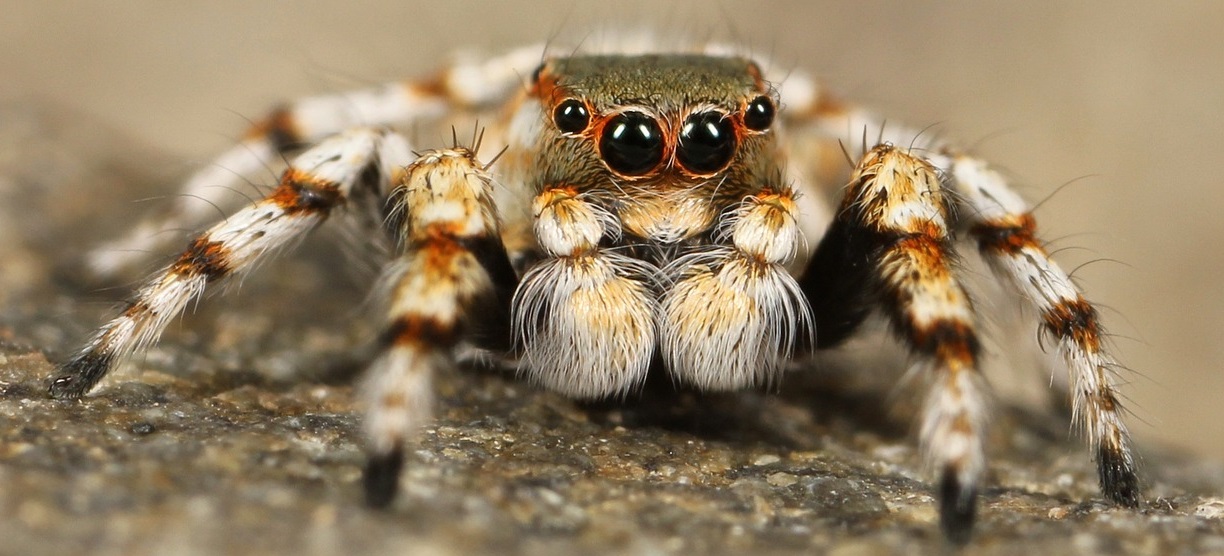 ¿Dónde viven las arañas? - Explicación para niños - ¡A aprender!