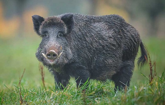 Jabalí: Explicación para Niños - ¡A aprender!