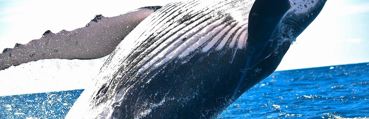 Ballena: Explicación para niños - ¡A aprender!