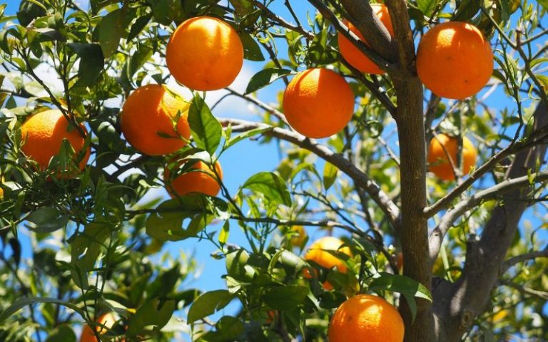 Naranja: Explicación para niños - ¡A aprender!