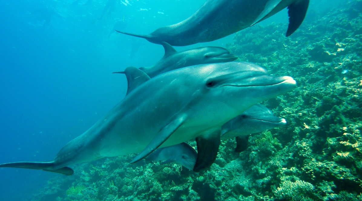 El lenguaje de los delfines: Explicación para niños - ¡A aprender!