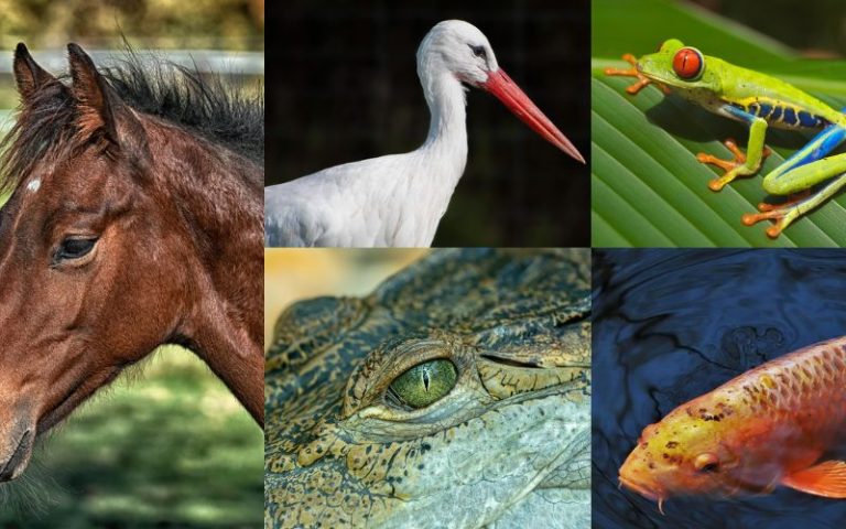 Los animales vertebrados: Explicación para niños - ¡A aprender!
